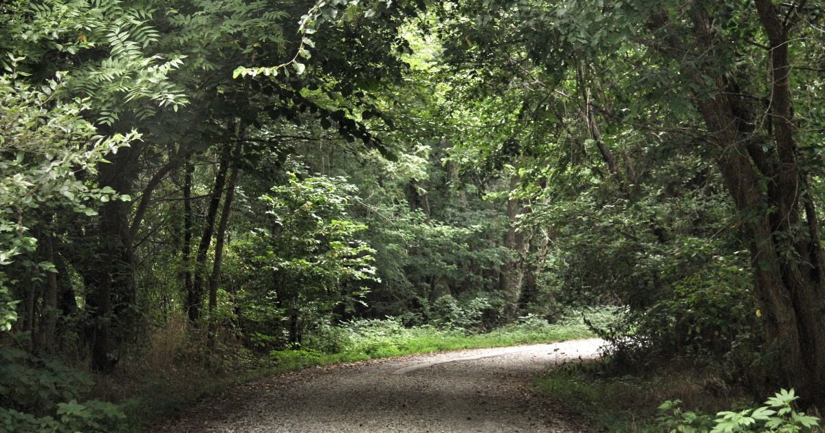 Body Found in Mosby Woods Confirmed to be Missing Teen Andrew Mullin