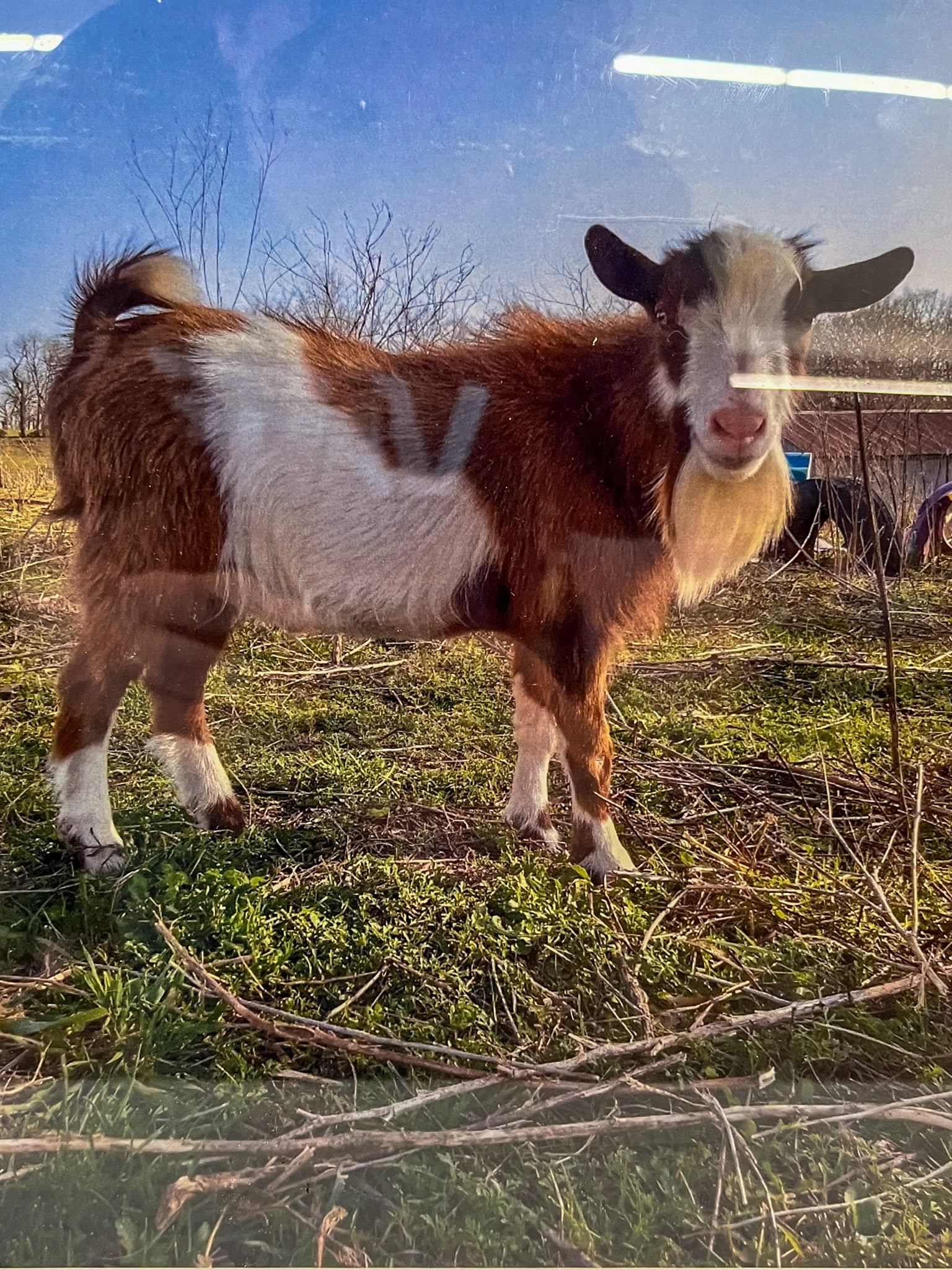No Kidding, ESHS 'Springo' a Success as Live Goat Prize Steals the Show ...