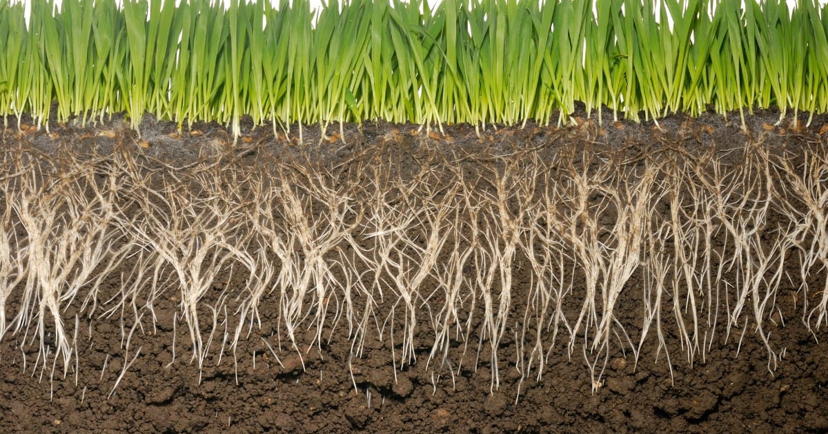 Great Gardening Starts with Good Soil in Excelsior Springs